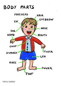 Parti del Corpo in Inglese: nomi e flashcard | portalebambini.it