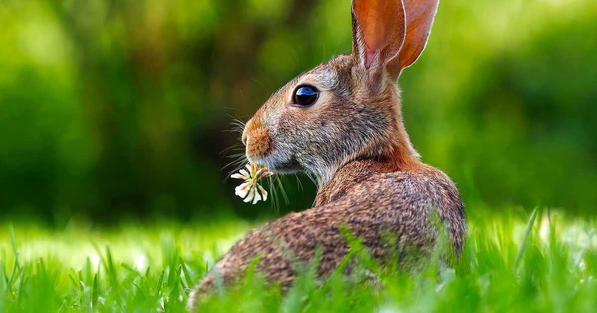 Parole con GLI: Elenco e Schede Didattiche | portalebambini.it