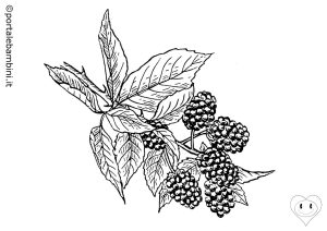 Lampone da Colorare (stampa gratis) | portalebambini.it