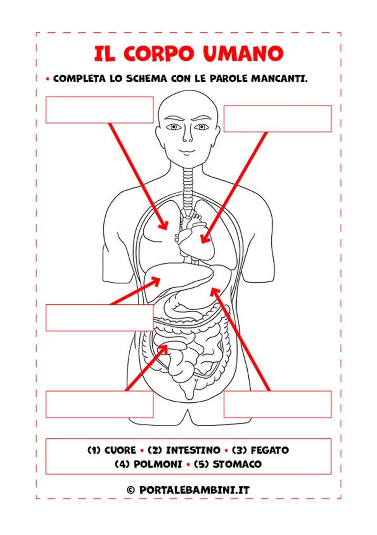 Il Corpo Umano (Schede Didattiche)