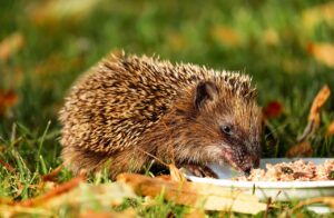 Riccio, Porcospino o Istrice: ecco la differenza | portalebambini.it