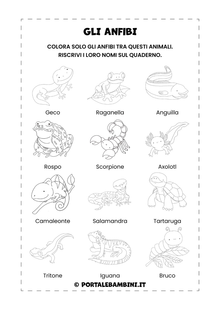 Gli Anfibi (Scuola Primaria)